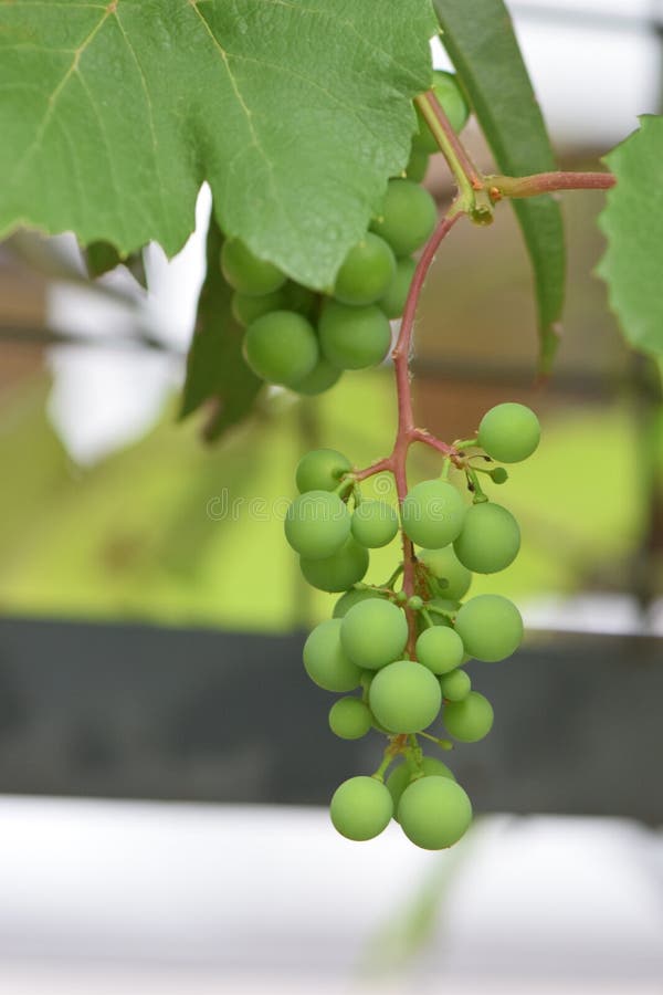 2,031 Small Grape Cluster Stock Photos - Free & Royalty-Free Stock ...