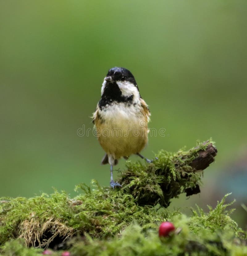 Small Coal Tit (Periparus Ater) Perched Atop a Moss-covered Tree Stump ...