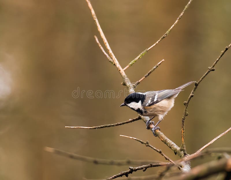 Small coal tit in woodland stock image. Image of insect - 239100365