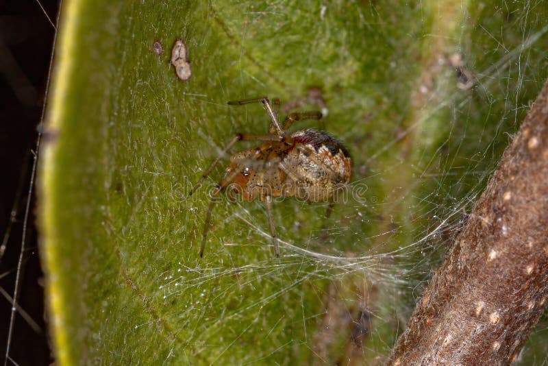 Small Cobweb Spider stock image. Image of spider, predator - 229867821