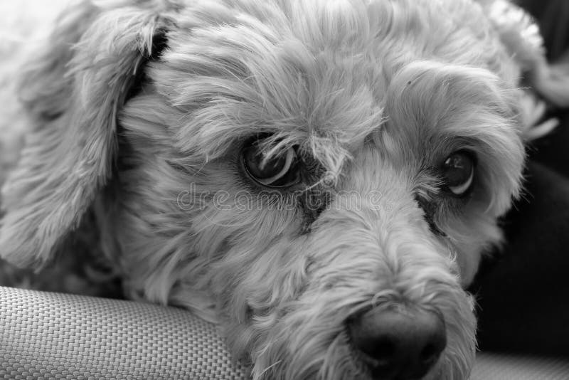 Small Cockapoo Dog on a Mans Legs, Black and White Stock Image - Image ...