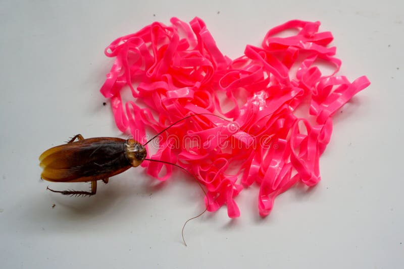 Art Couple Cockroach Bug White Stock Photos - Free & Royalty-Free Stock ...