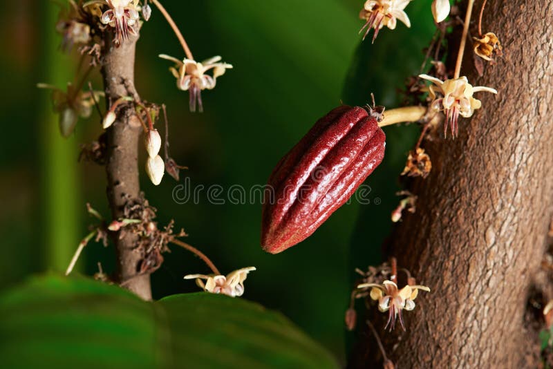 Small Cocoa Pod with Flowers Stock Image - Image of growth, cocoa: 82319985