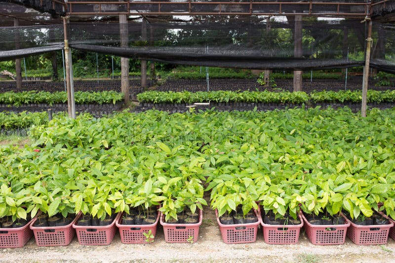 Small Cocoa Tree on the Farm Plantation Stock Photo - Image of tropical ...