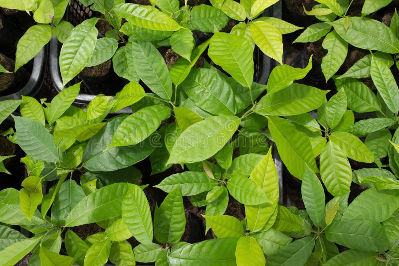 Small Cocoa Tree on the Farm Plantation Stock Photo - Image of tropical ...