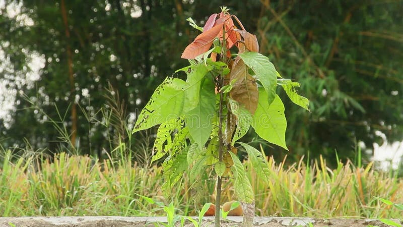 Small Cocoa Trees Live on Fertile Soil in Tropical Countries Stock ...