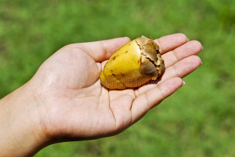 Small Coconut stock photo. Image of macro, holding, nature - 9542674