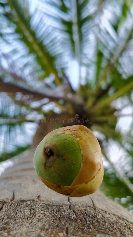 Small coconut tree stock photo. Image of beautiful, decoration - 234462080