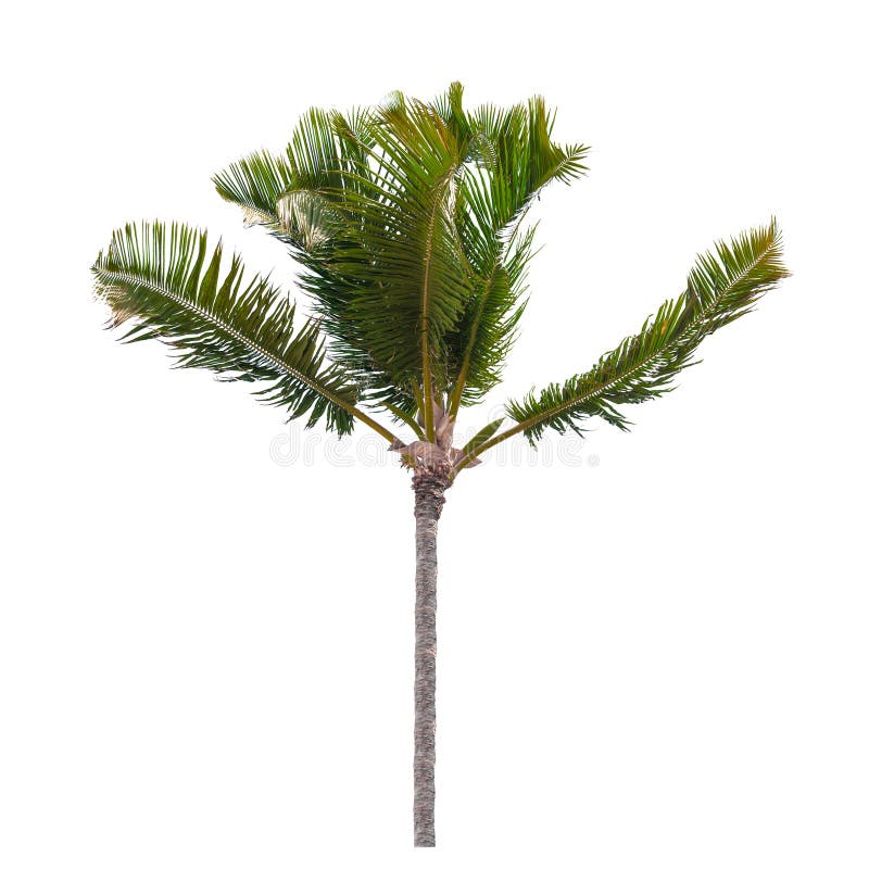 Small coconut tree stock photo. Image of beautiful, decoration - 234462080