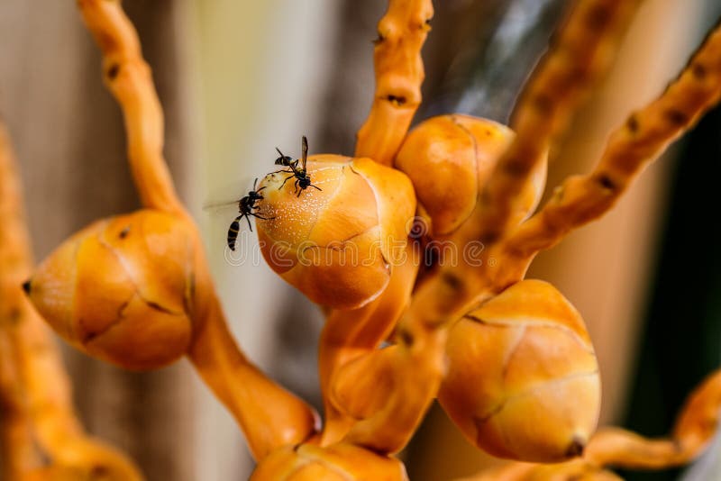 Small coconut stock photo. Image of branch, coco, outdoor - 40023702