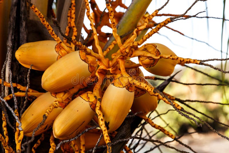 Small coconut stock image. Image of coco, exotic, africa - 39643747