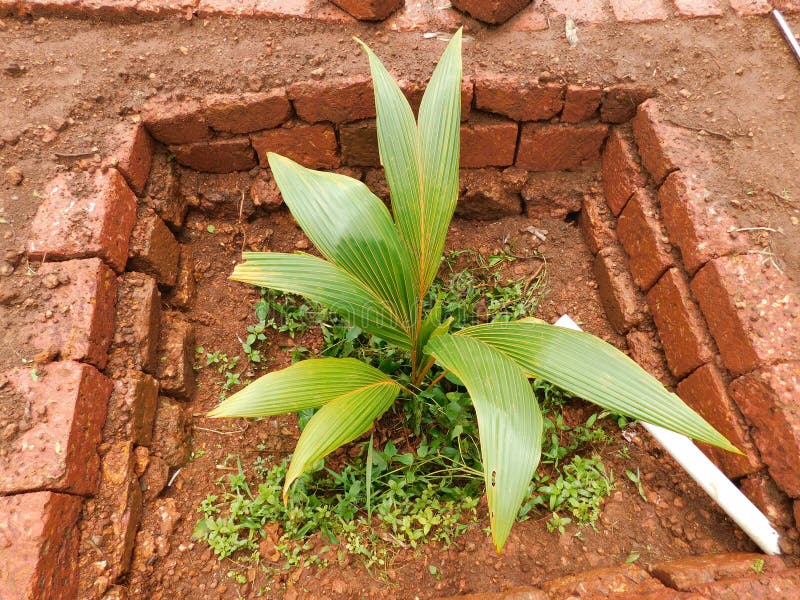 Coconut Pit Stock Photos - Free & Royalty-Free Stock Photos from Dreamstime