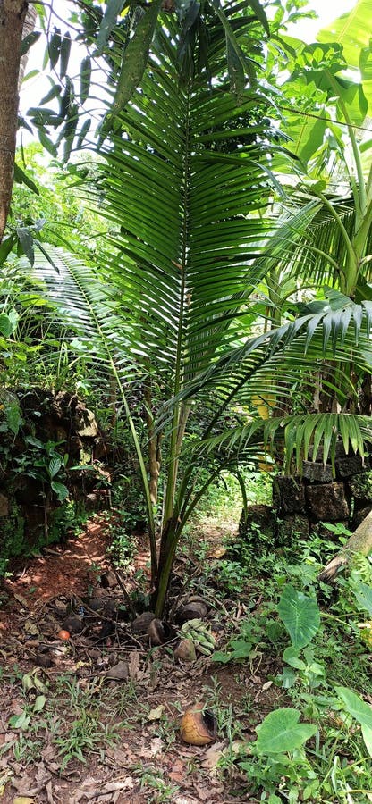Small coconut tree stock image. Image of vegetation - 256030253