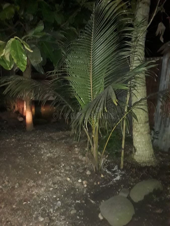 Small coconut tree stock image. Image of coconut, screenshot - 261997273