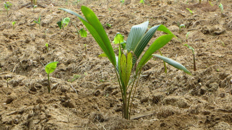 Small Coconut Trees Close View in an Indian Garden with Colorful Flower ...