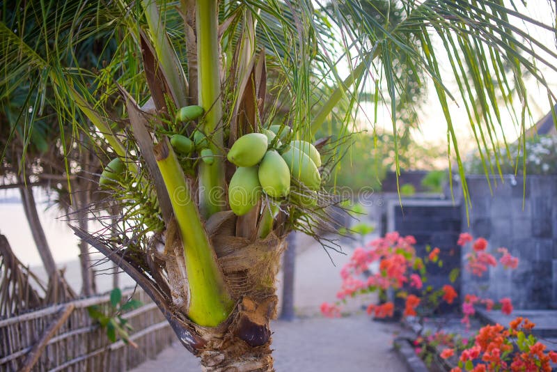 A Small Coconut Tree on Beach that Contain so Fresh Coconut Water. this ...