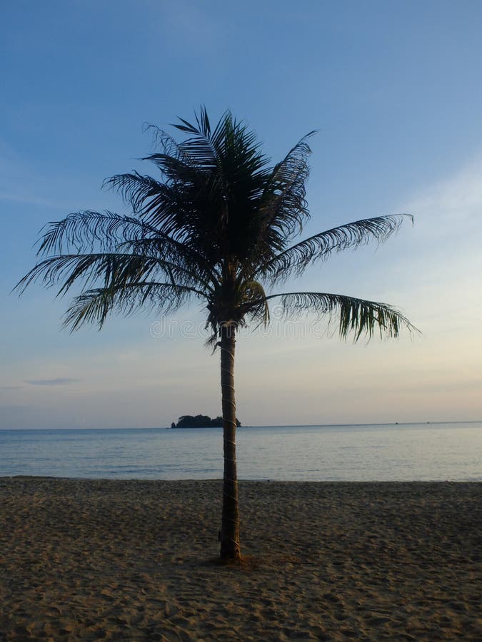 A Small Coconut Tree on the Beach Stock Photo - Image of beach, tree ...
