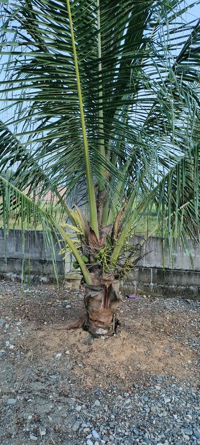 Small Coconut Tree Bearing Fruits Stock Image - Image of bearing, small ...