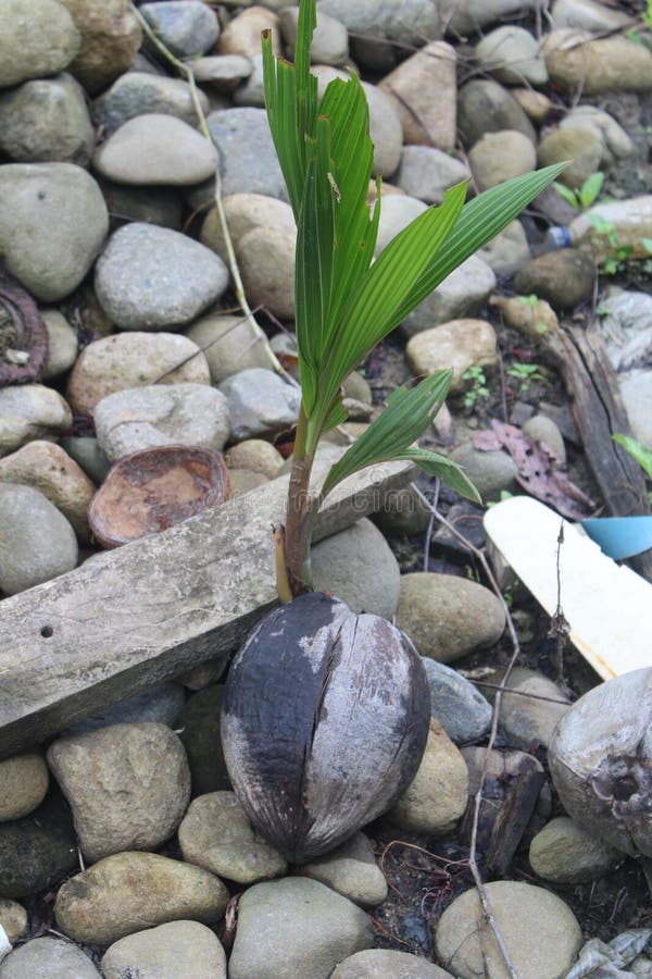 Small Coconut Tree Buds Growing on the Rocks Stock Image - Image of ...