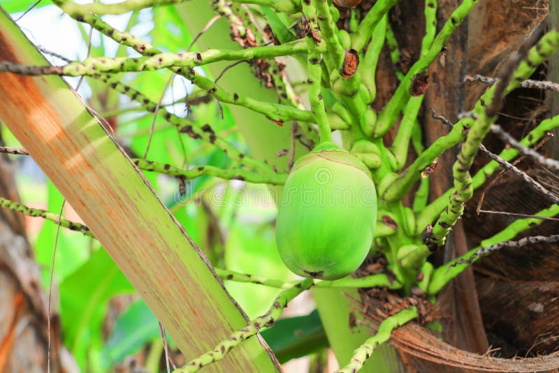 Small Coconut on Tree in Garden Select Focus with Shallow Depth of ...