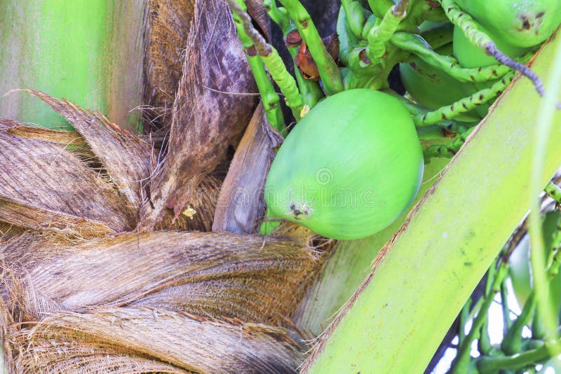 Small Coconut on Tree in Garden Select Focus with Shallow Depth of ...