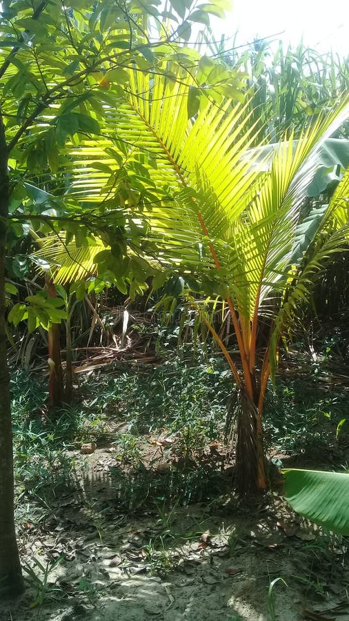 Small Coconut Tree in a Garden Stock Photo - Image of tree, small ...