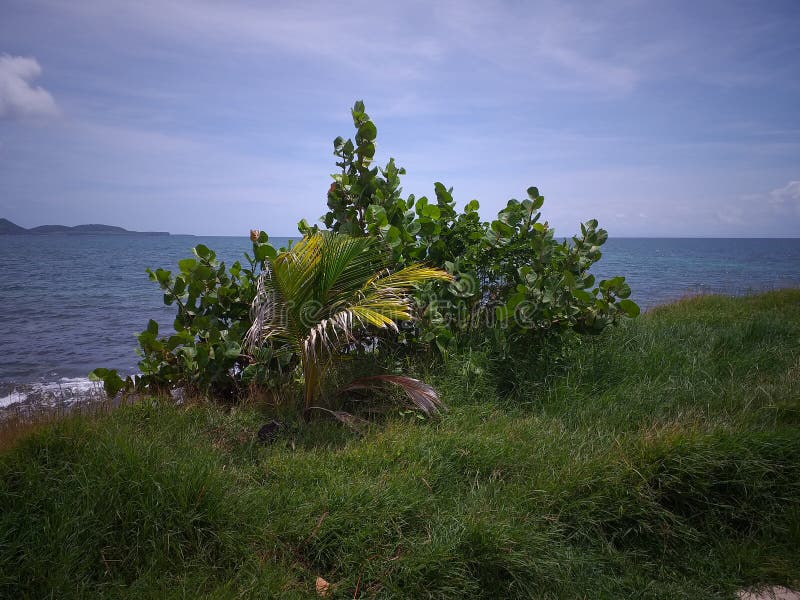 Small Coconut Tree Near a Grap and the Sea Stock Photo - Image of tree ...