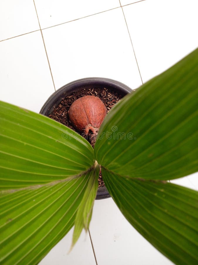 Small Coconut Tree on the Pot Stock Image - Image of food, yellow ...