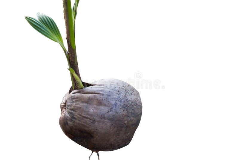 Coconut Seed Sprouts New Life Stock Photo - Image of growing, coconut ...