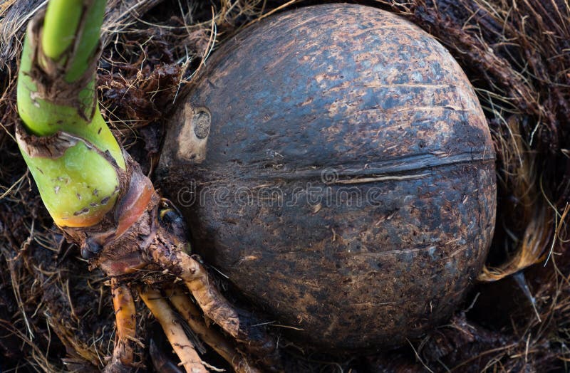 Small Green Plant Seed Growth From Palm Or Coconut Tree. Stock Image ...