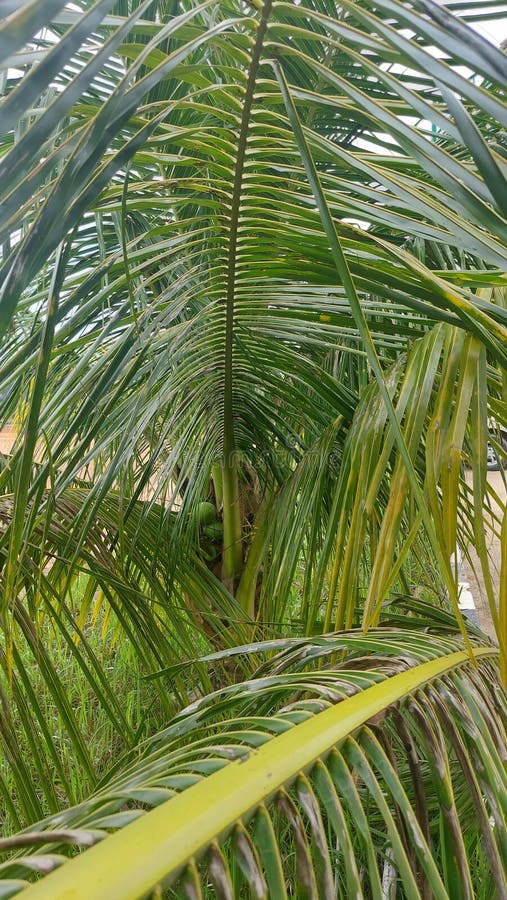 Small Coconut Trees Bear Fruit and Dense Leaves Stock Image - Image of ...