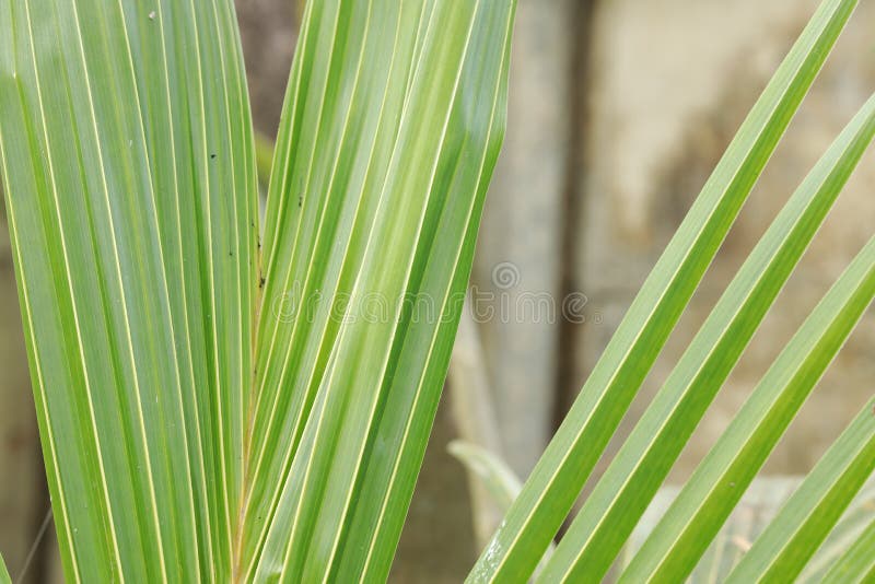 Small Coconut Trees are in the Nursery Stock Image - Image of field ...