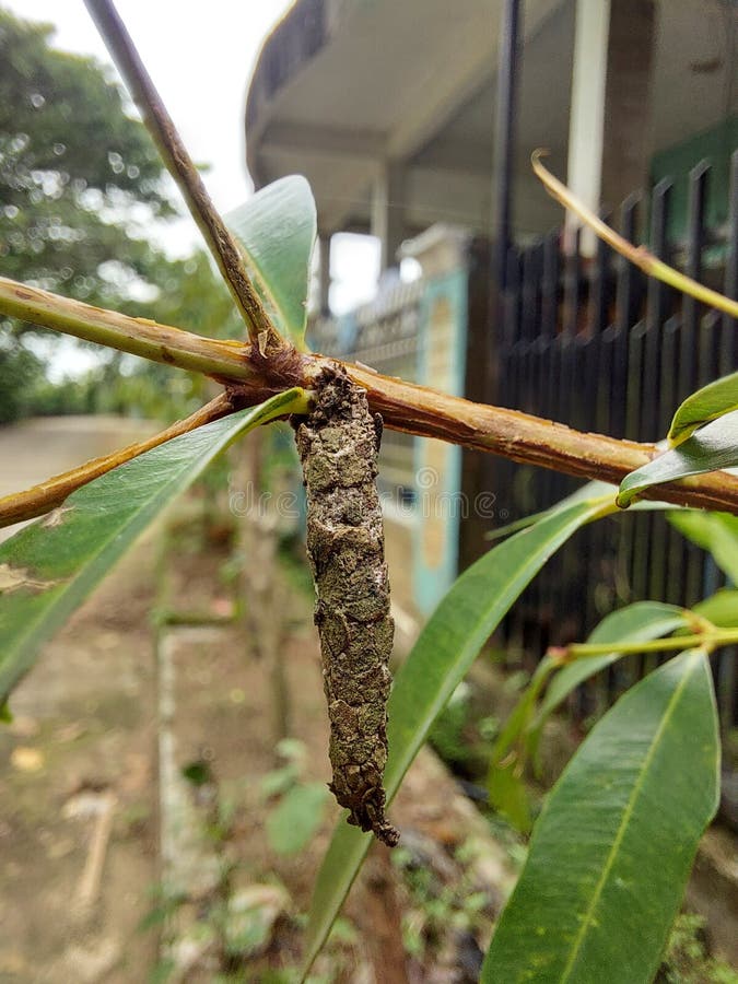 A Small Cocoon Hanging from a Branch of a Wild Tree by the Roadside ...