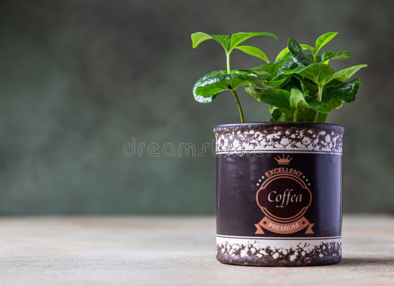 Small Coffee Plant in a Pot on a Light Concrete Background. Coffee Tree ...