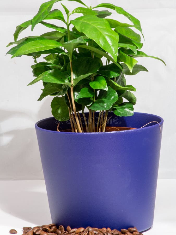Small Coffee Tree a Potted Plant Isolated on White Stock Image - Image ...
