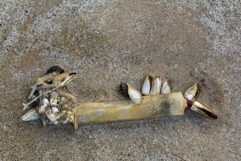A Small Colony of Sea Shells on a Plastic Bottle on Sand of the Stock ...