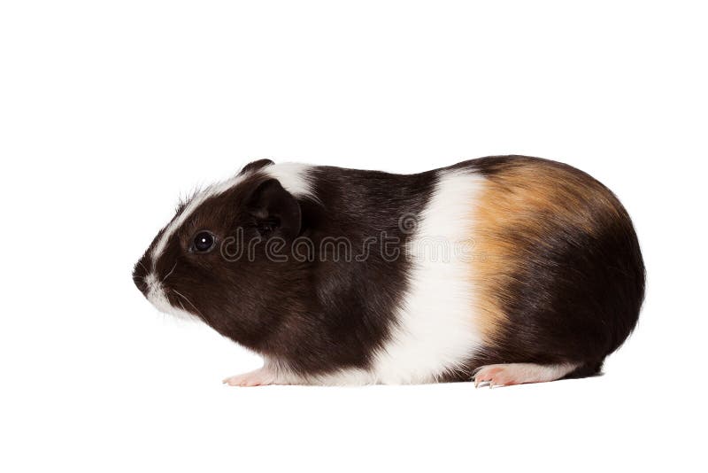 Small colored guinea pig stock image. Image of detail - 39158109