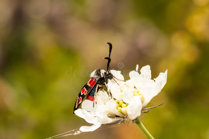Small, Colorful, Beautiful Butterfly on a Flower Stock Image - Image of ...