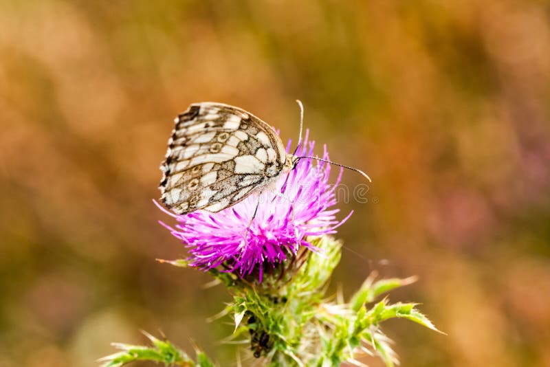 Small, Colorful, Beautiful Butterfly on a Flower Stock Photo - Image of ...