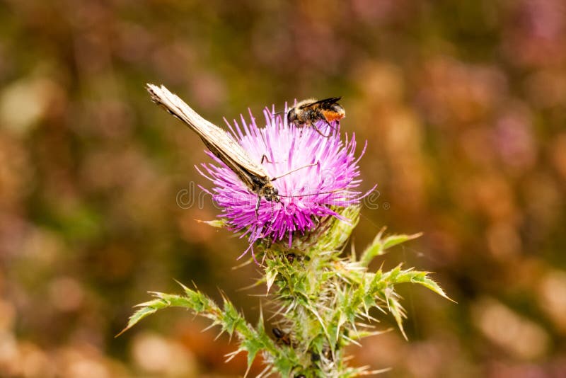 Small, Colorful, Beautiful Butterfly on a Flower Stock Image - Image of ...