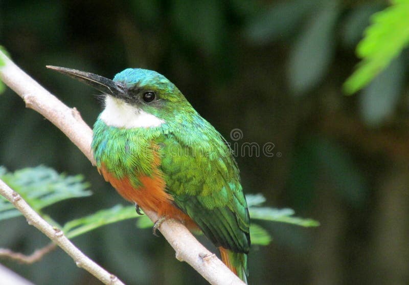 Small colorful bird stock photo. Image of colorful, green - 79677196