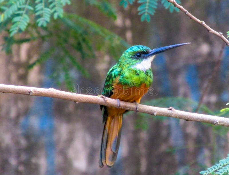 Small colorful bird stock image. Image of closeup, ecology - 83140347