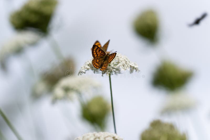 Small Colorful Butterfly on White Wildflower Stock Image - Image of ...