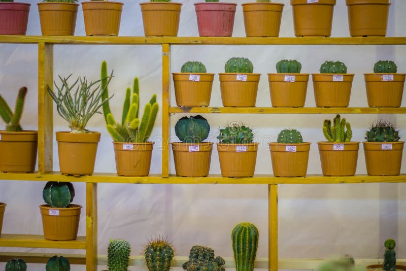 Small Colorful Cactus in Container for Planting. Stock Image - Image of ...