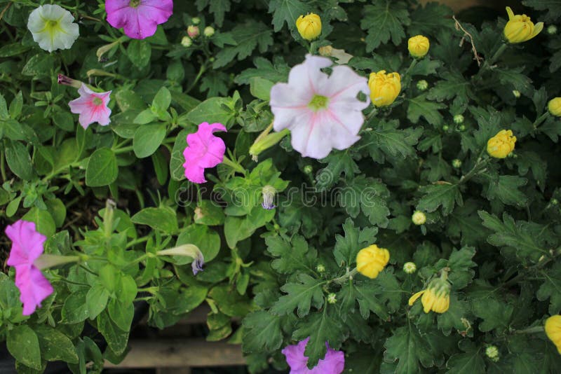 Small Colorful Flower Background Stock Image - Image of yellow, yard ...