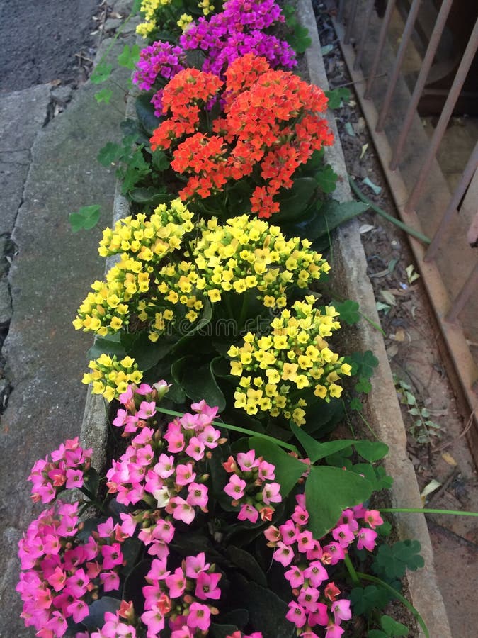 Small colorful flowers stock photo. Image of colorful - 74027680