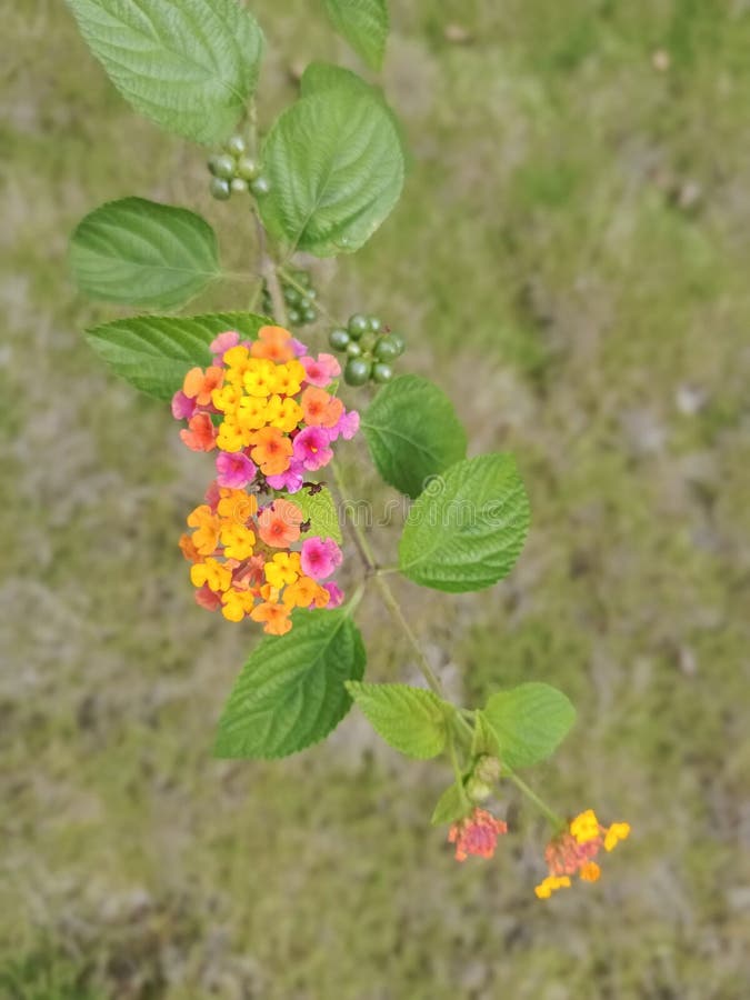 Small Colorful Flowers and Green Seeds on the Tree Stock Image - Image ...