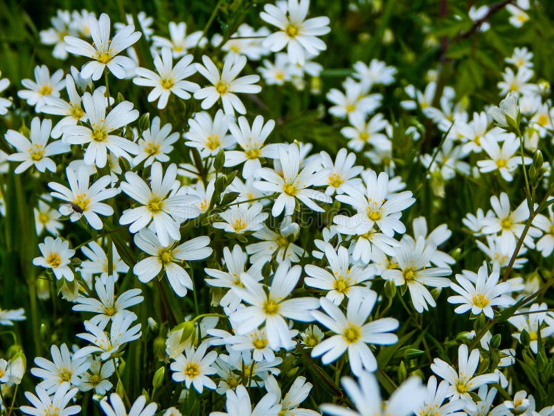 Small Colorful Flowers from Plants in Early Summer Stock Image - Image ...