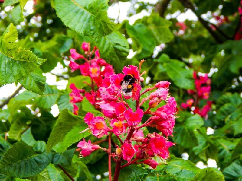 Small Colorful Flowers from Plants in Early Summer Stock Photo - Image ...