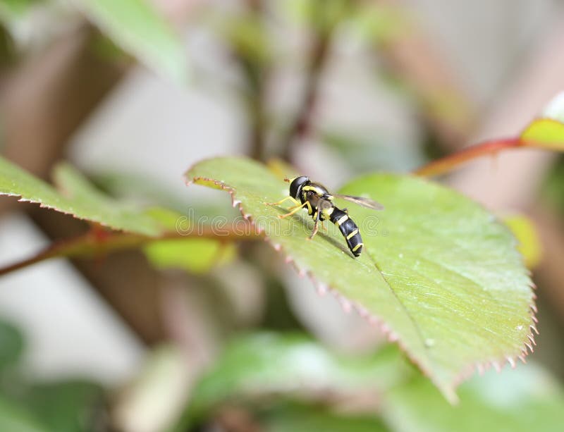 Small Colorful Fly from Profile Stock Photo - Image of insect, spider ...